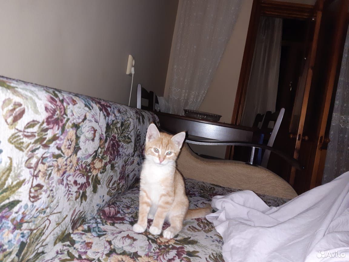 Кошка
