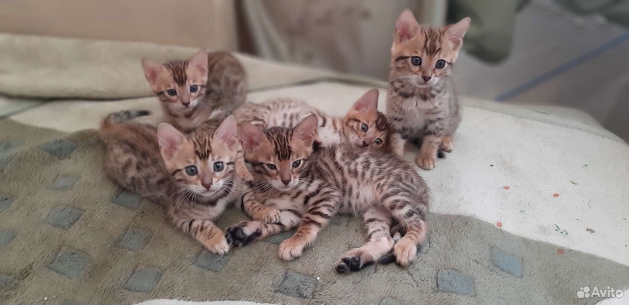 Бенгальские