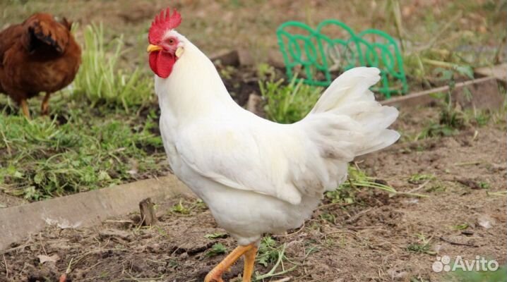 Инкубационное яйцо Декалб Вайт (Россия)