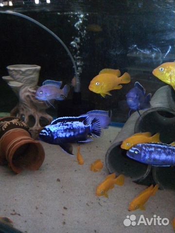 Цихлиды озера Малави(Африка) и губки