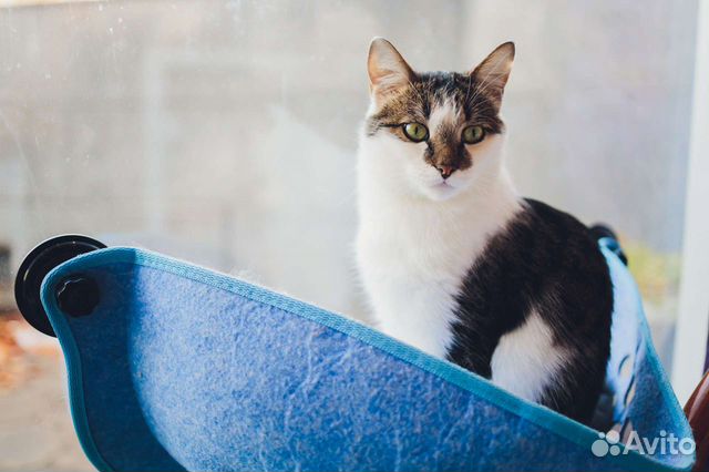 В добрые руки