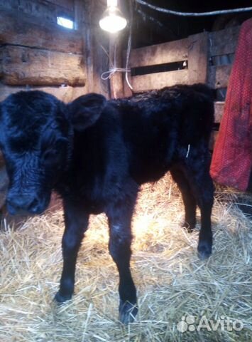 Телята бычки