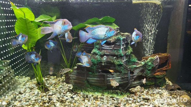 Наннакара 6-9см