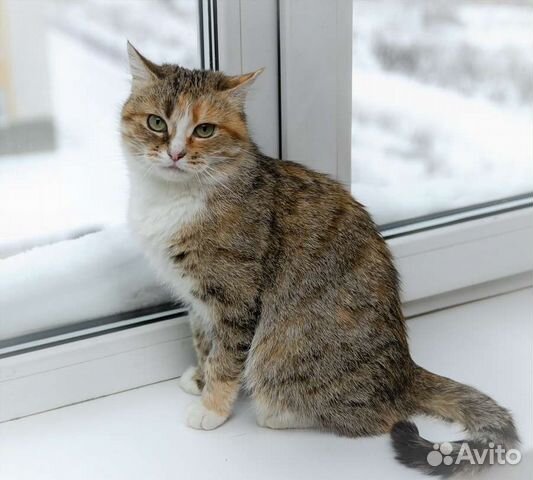 Кошка Матрена