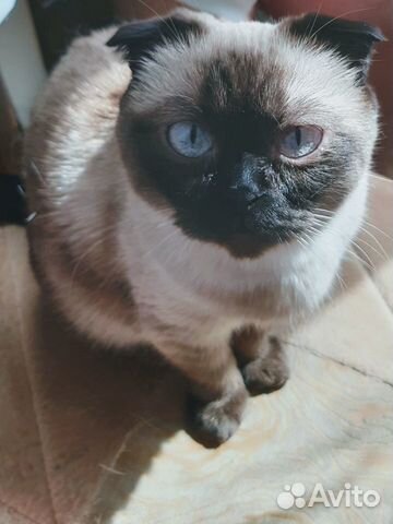 Вязка кошечка