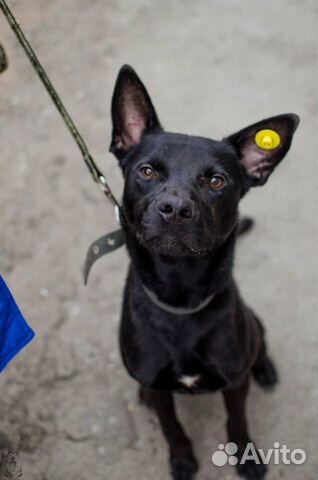 Активный Ридж ищет дом