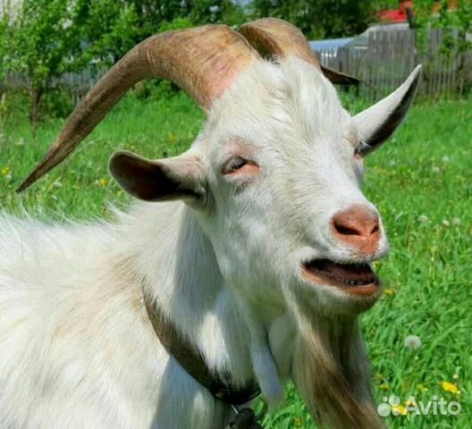 Козел зааненской породы