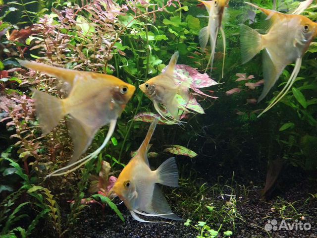 Золотая скалярия