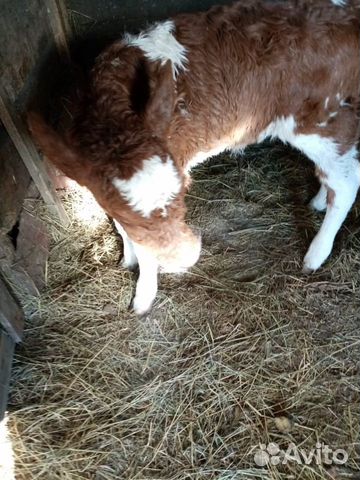 Продаётся тёлочка