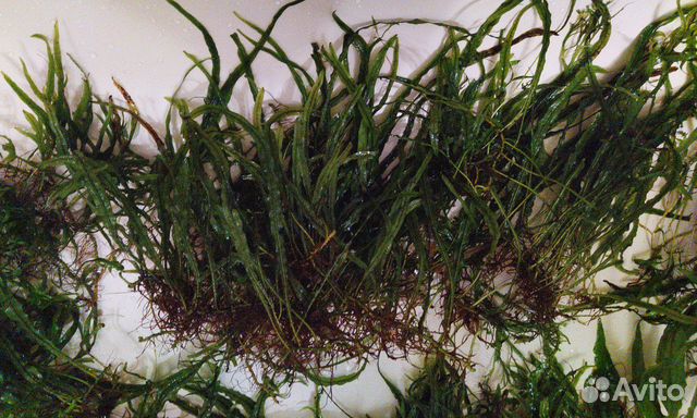 Прополка- ведро папоротников