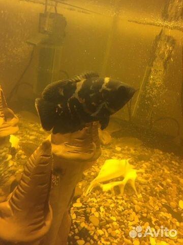 Рыба астранотус