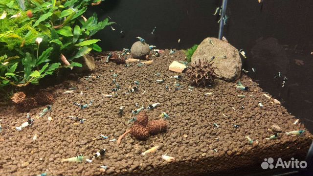 Креветки Тайвань