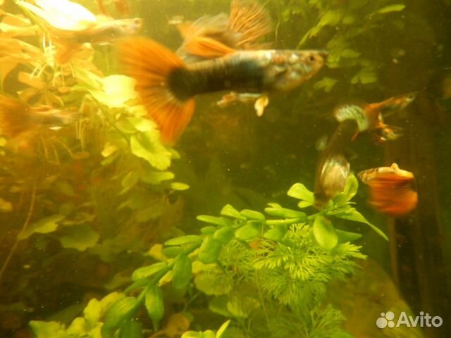 Гуппи берлинские