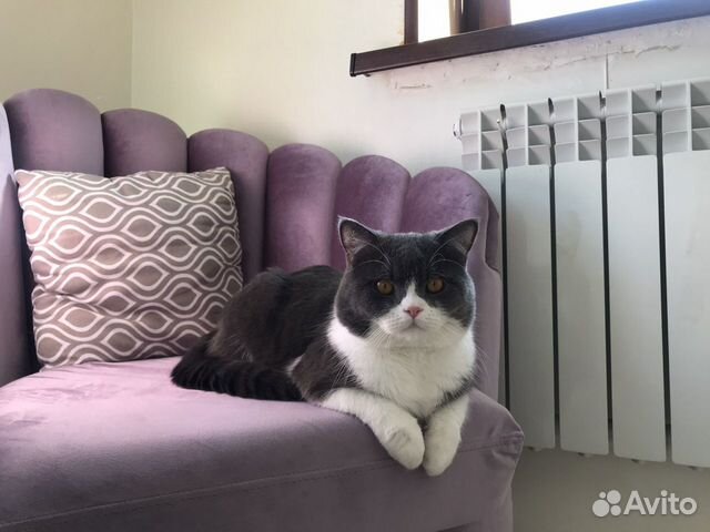 Шотландский кот вязка