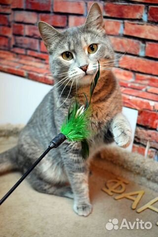 Кошечка Фрося 1,5 года ищет дом