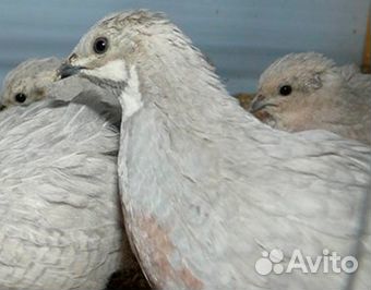 Мраморные перепела