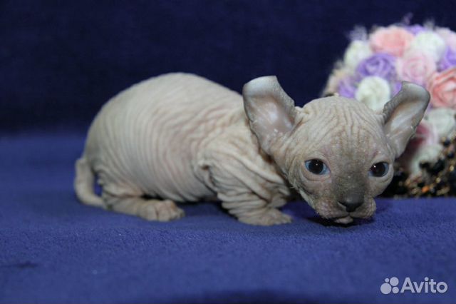 Сказочный котик Гном Двельф