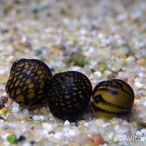 Улитка неретина батик