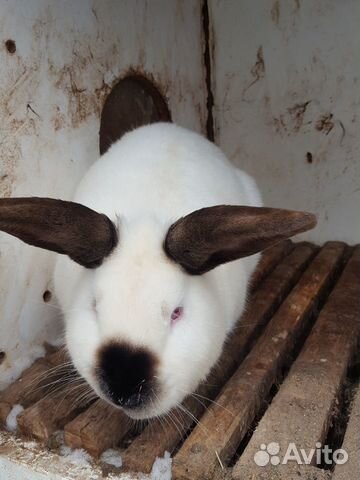 Кролики калифорнийские и черные