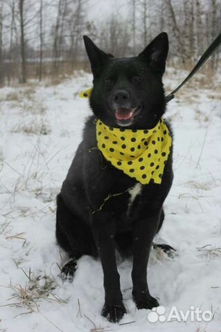 Красавица Ночка в добрые руки