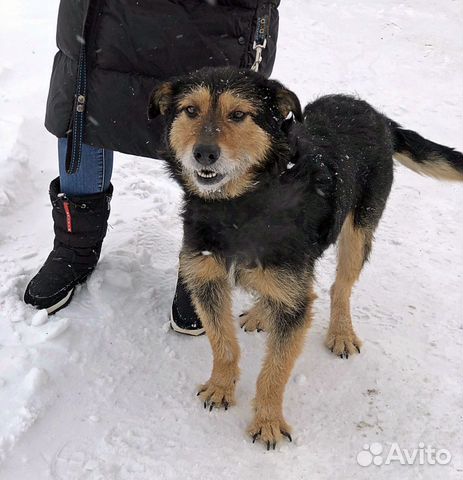 Пёс Степан ищет хозяина. В хорошие руки