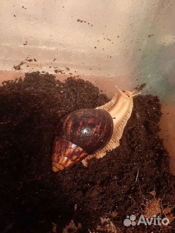 Улитята ахатины