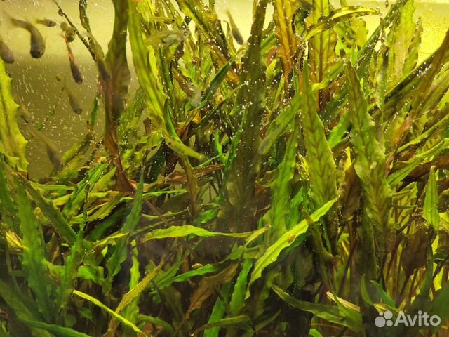 Криптокорина Вендта красная