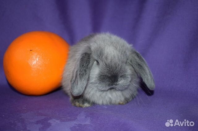 Карликовый вислоухий крольчонок из питомника
