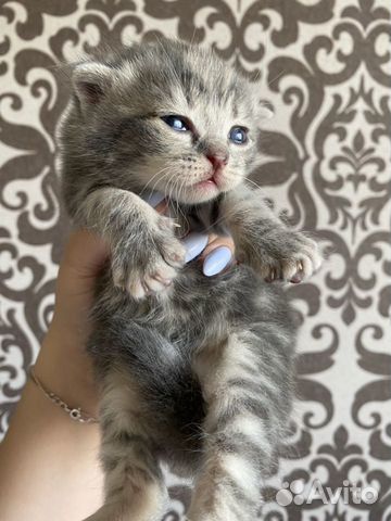 Шотландские котята