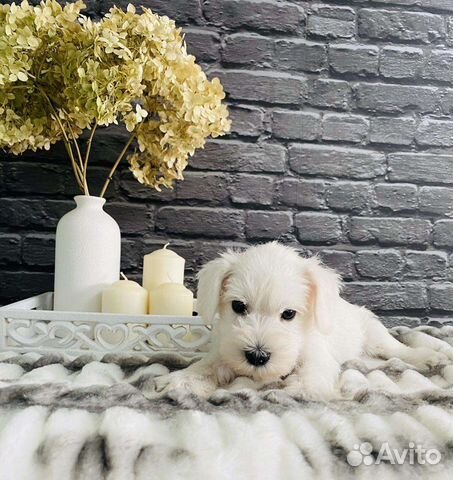 Щенки белого цвергшнауцера