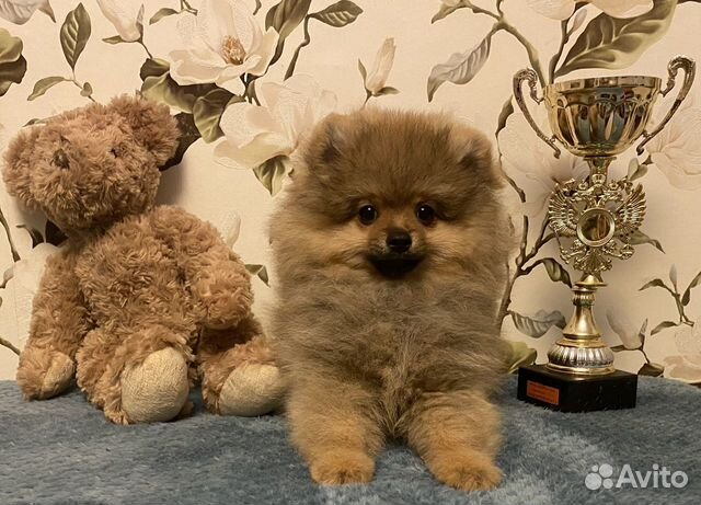 Щенки шпица