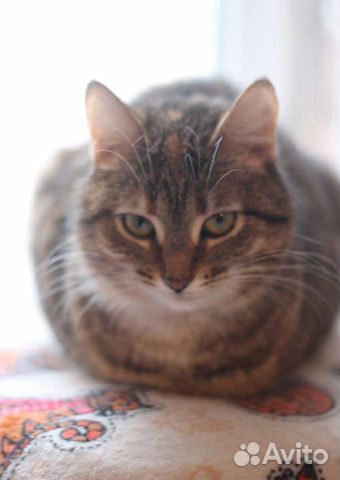 Кошка в добрые руки