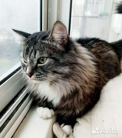 Котик Феня в добрые, заботливые, любящие руки