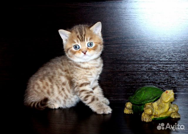 Клубные британцы элитных кровей