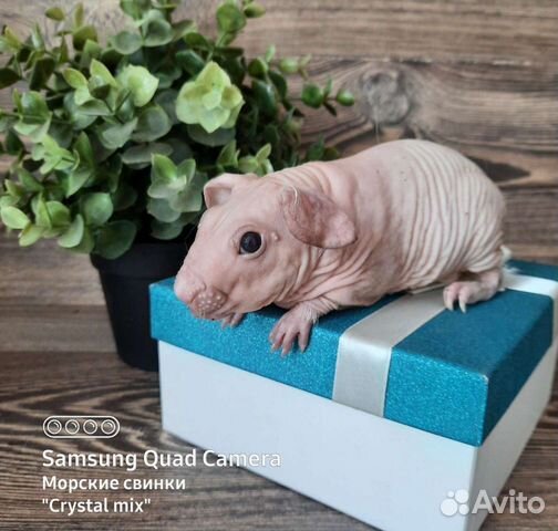 Болдуин,не скинни