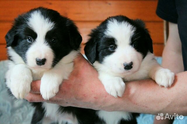 Щенки Бордер-колли