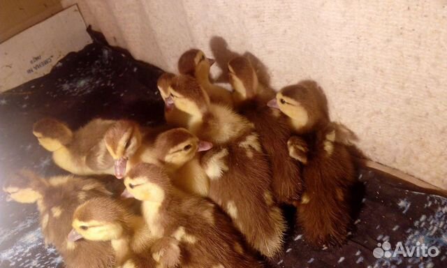 Индоутята Венгерские (шоколадного цвета)