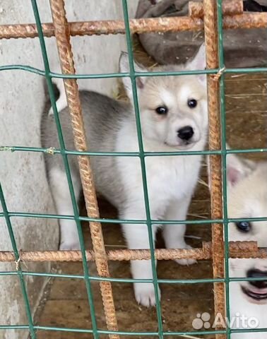Щенки лайки западно сибирской