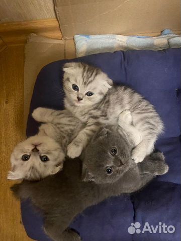 Шотландские вислоухие котята