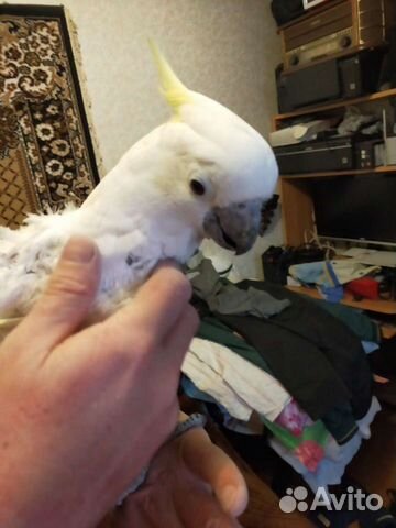 Говорящий попугай