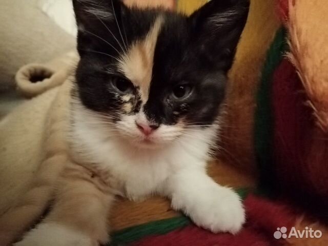 Кошка в дар