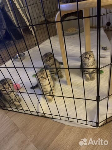 Шотландские вислоухие котята