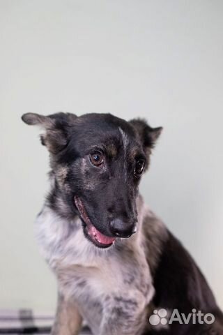 Кузнец, милый малыш 4 мес, ищет дом