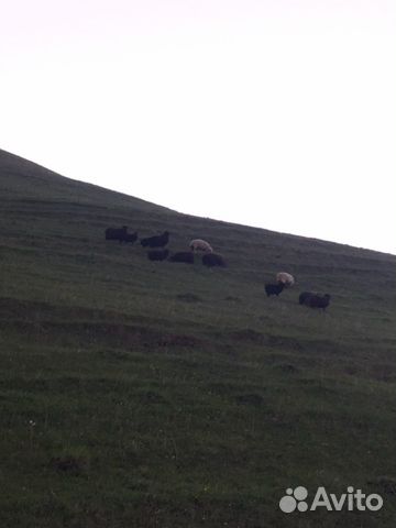 Барашки оптом