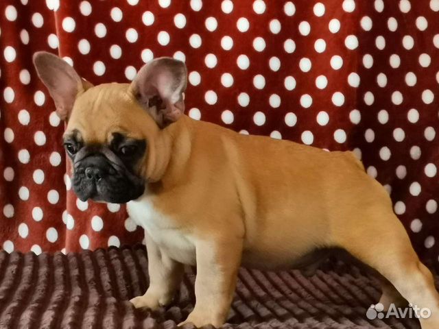 Французский бульдог щенки