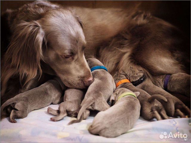 Серебряные щенки