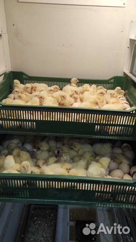 Цыплята бройлеры суточные