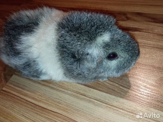 Морсвинка домашняя тедди редкий окрас 7 мес