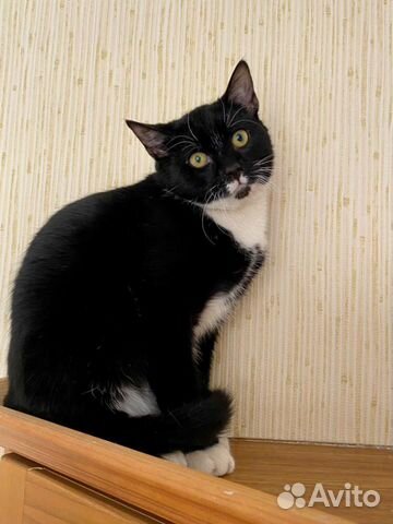 Котик Лосяш