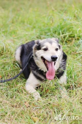 Собака Рони в добрые руки